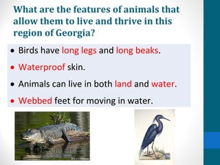 Georgia's Marsh and Swamp Habitat | PPT