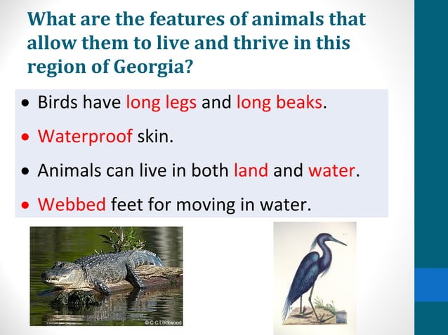 Georgia's Marsh and Swamp Habitat | PPT