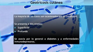 Geotricosis (micosis oportunista) | PPTX