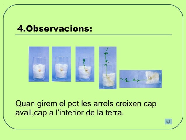 Geotropisme de les plantes | PPT