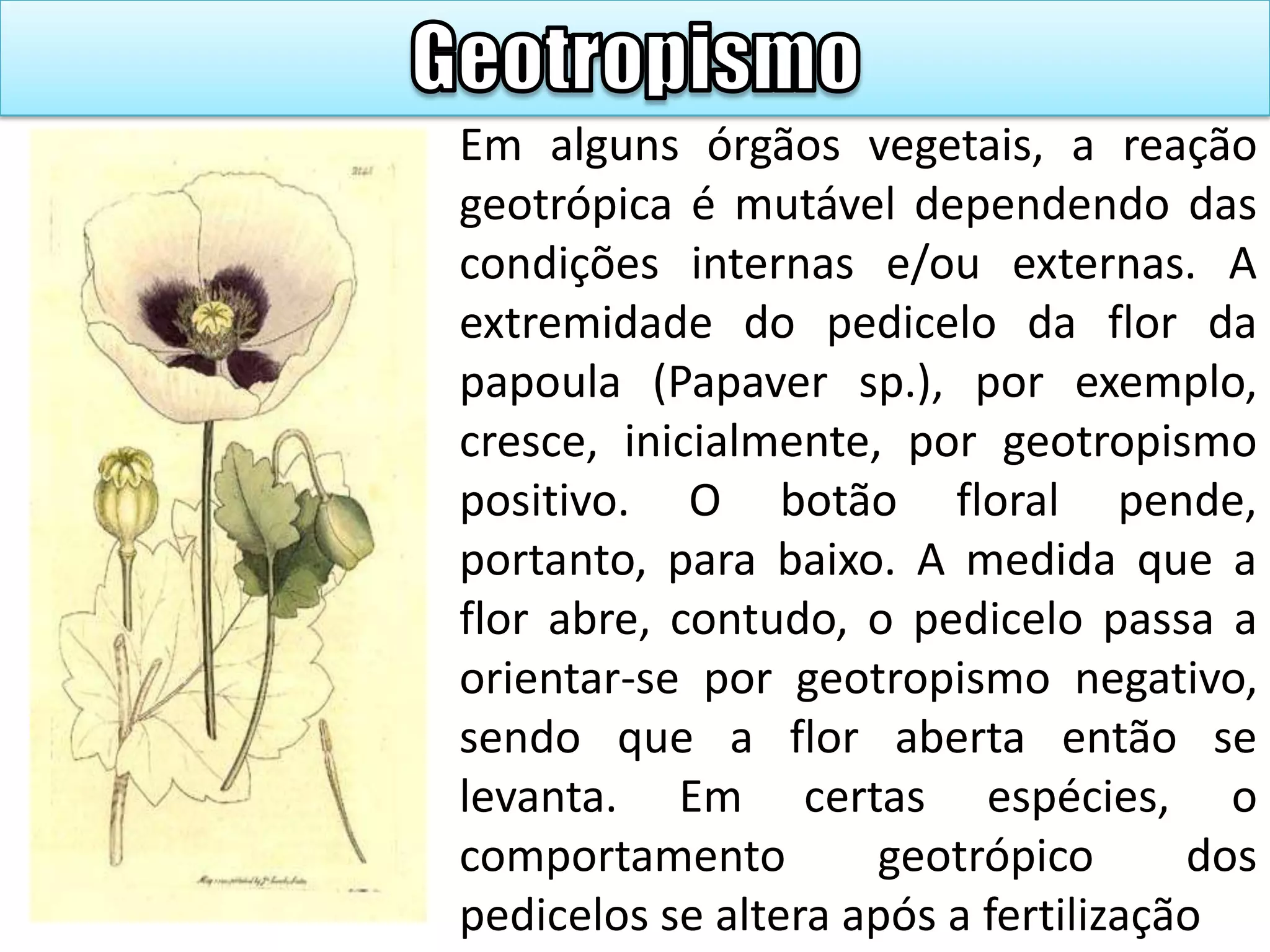 Geotropismo carlos eduardo | PPT