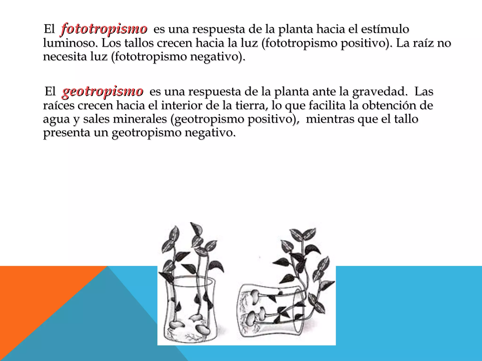 Geotropismo y fototropismo | PPT
