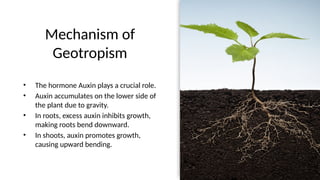 CLASS 10 GEOTROPISM PPT FOR STUDENTS. VERY HELPFUL | PPTX