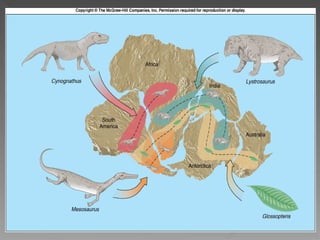 tectonic plates, seafloor spreading, several plate motion | PPT