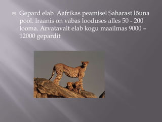 Gepard | PPTX