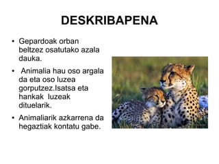 Gepardoa | ODP