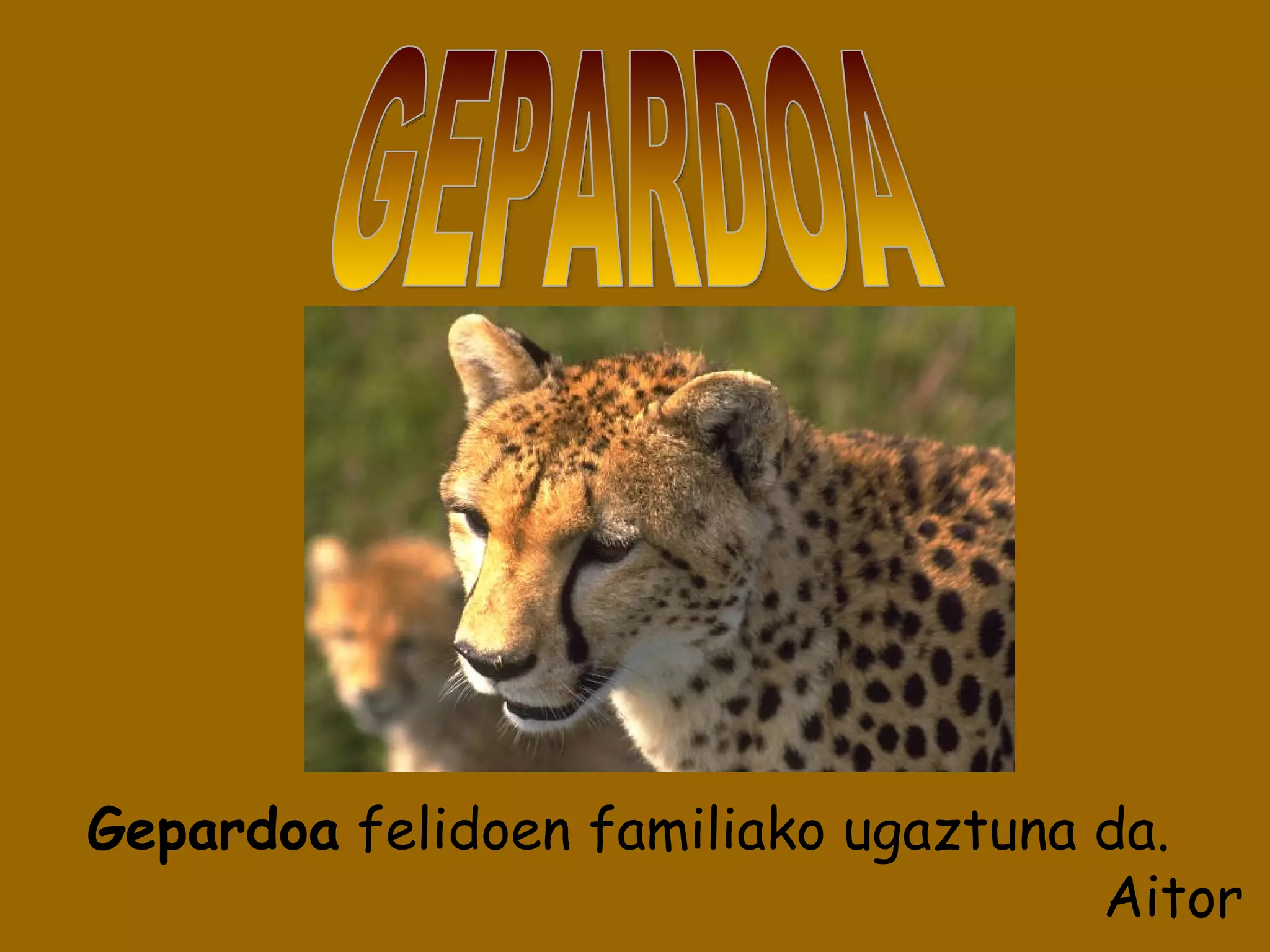 Gepardoa ppt aitor | PPT