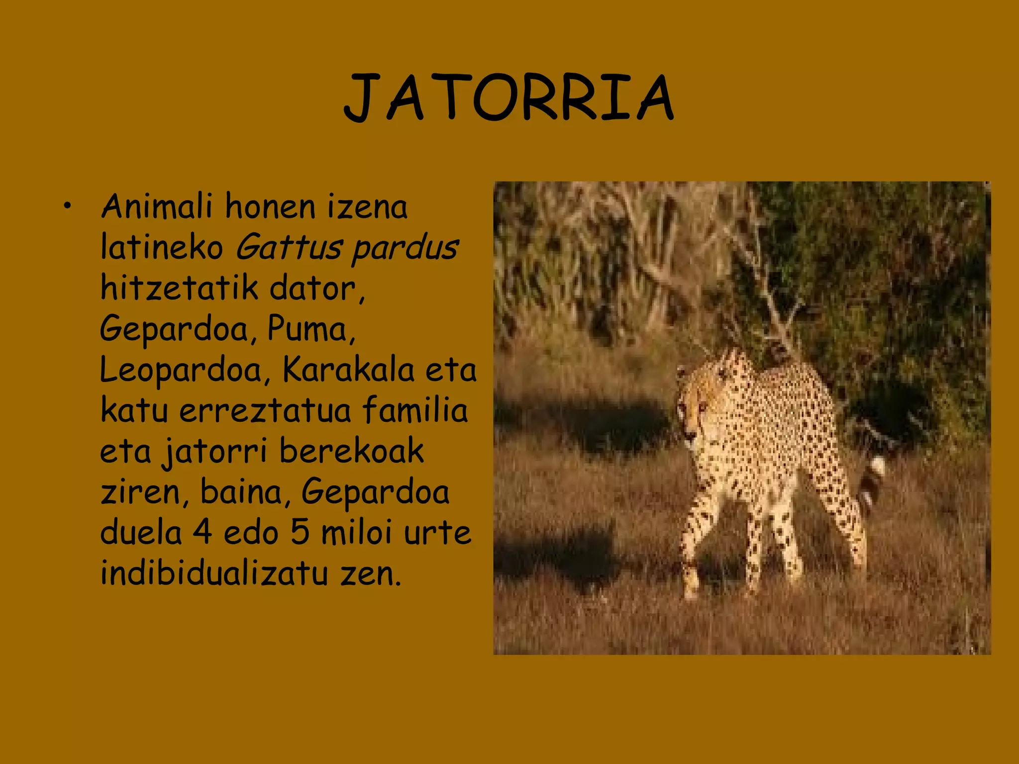 Gepardoa ppt aitor | PPT