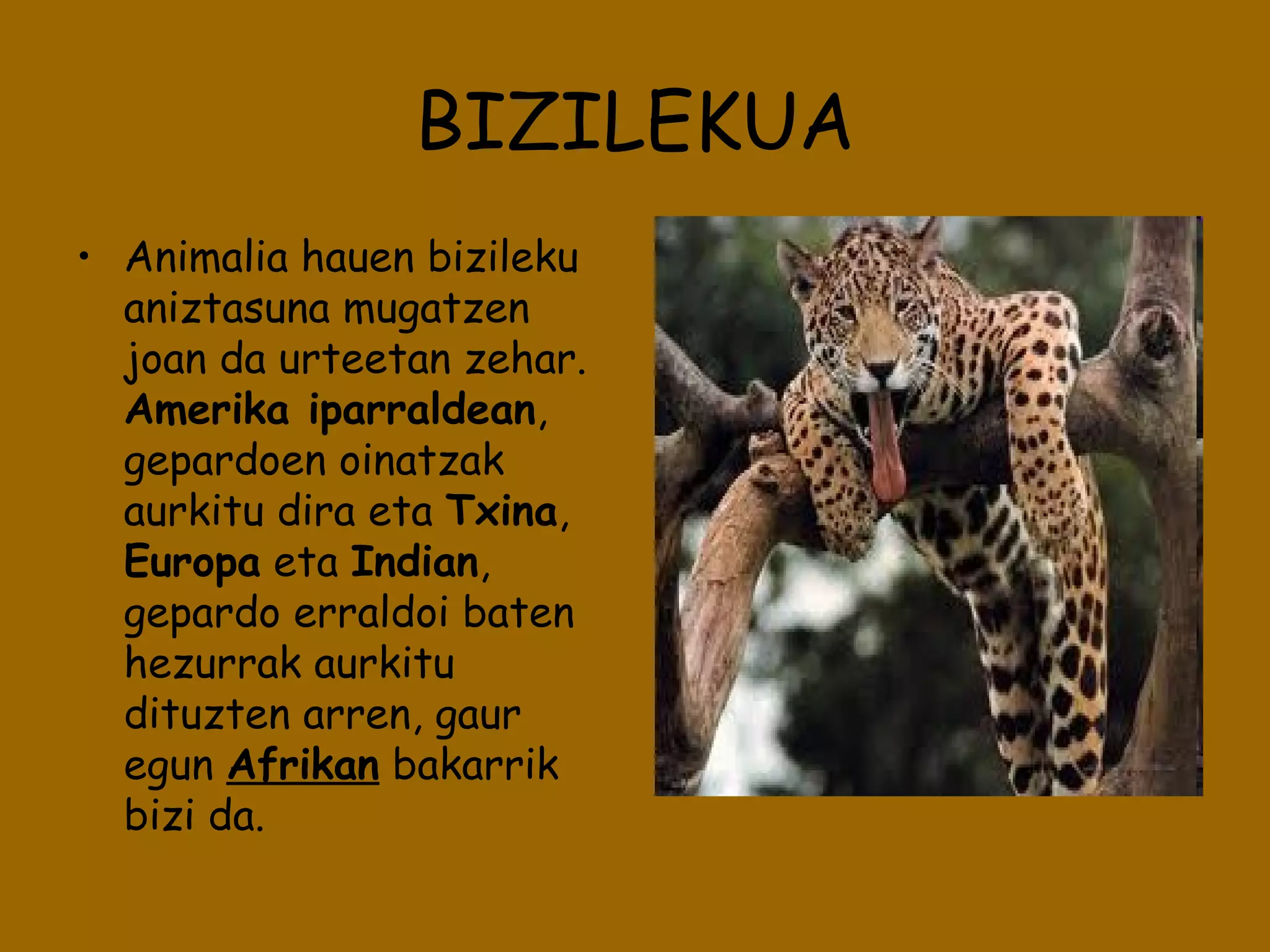 Gepardoa ppt aitor | PPT