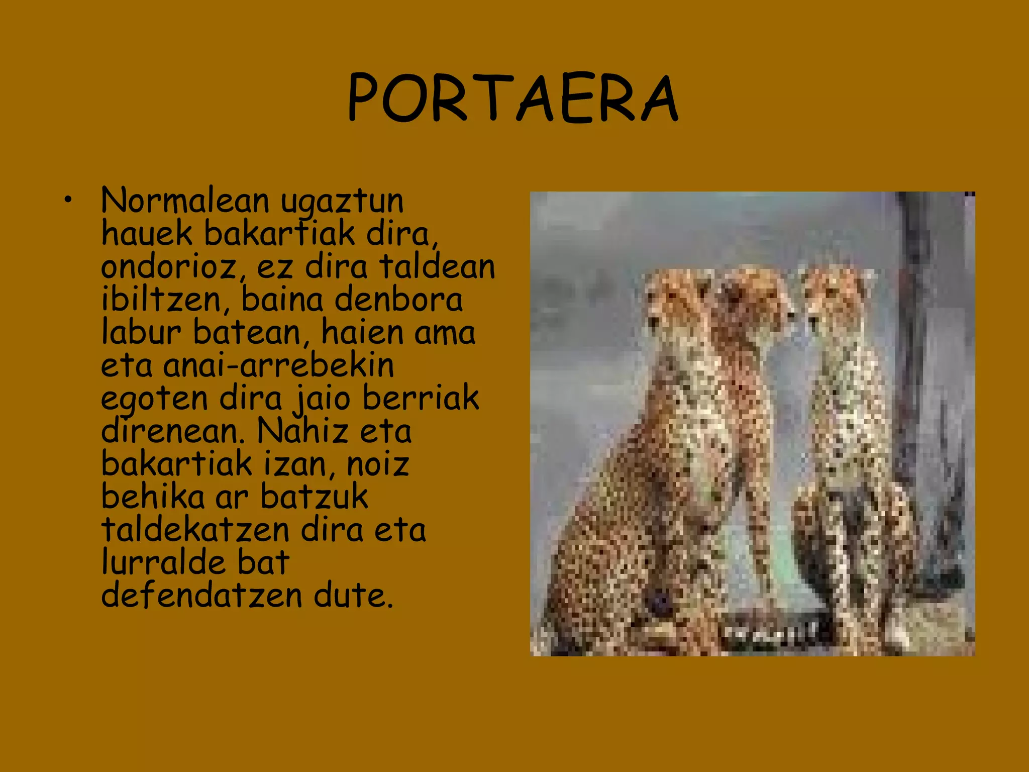 Gepardoa ppt aitor | PPT