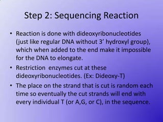 DNA Sequencing | PPTX | Genetics | Science