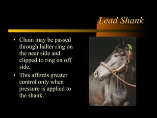 G Equine Restraint | PPT