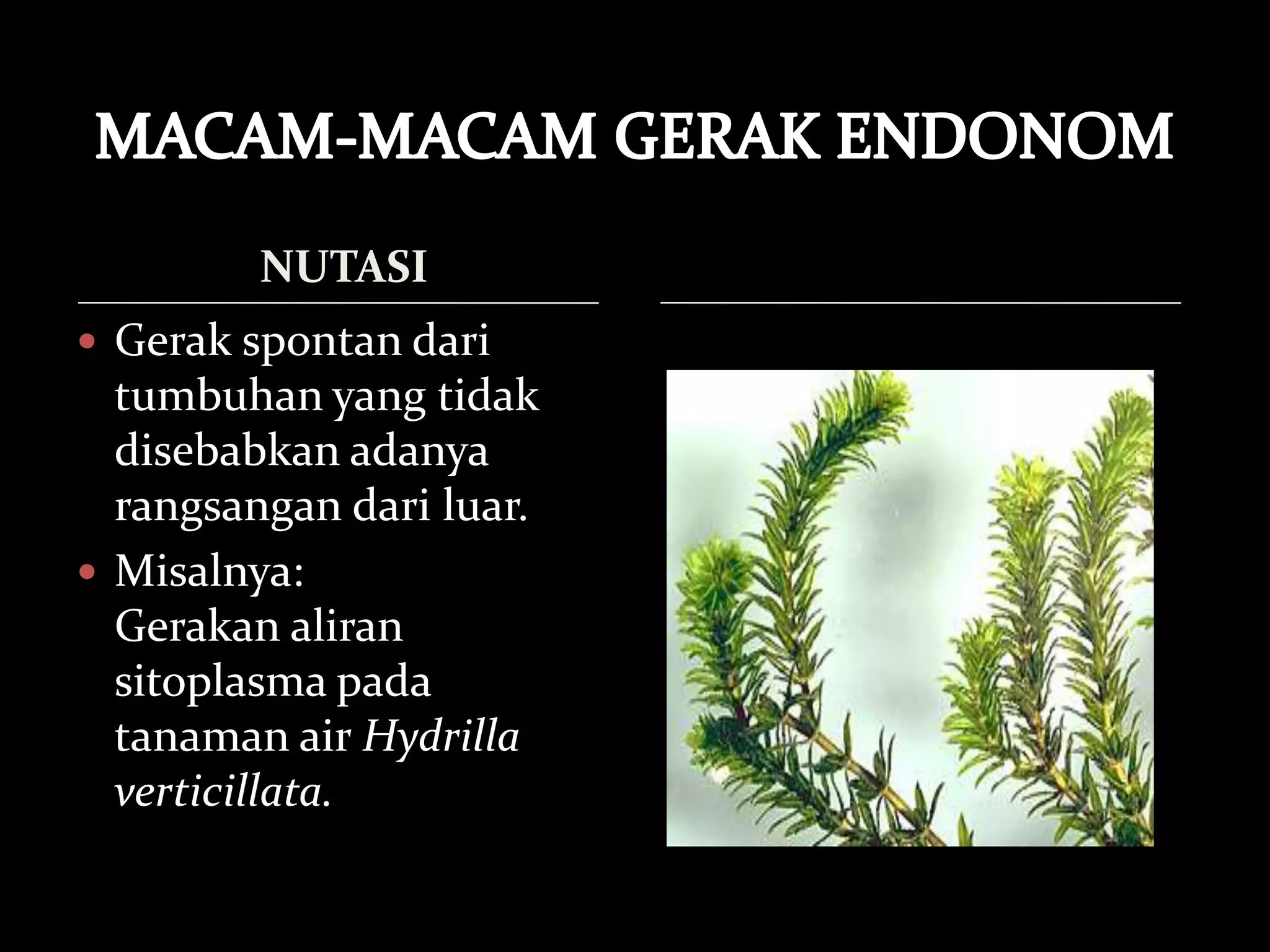 Gerak pada tumbuhan, | PPTX