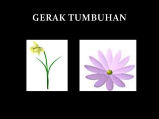 Gerak pada tumbuhan, | PPT