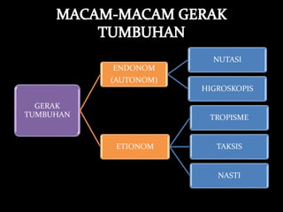 Gerak pada tumbuhan, | PPTX
