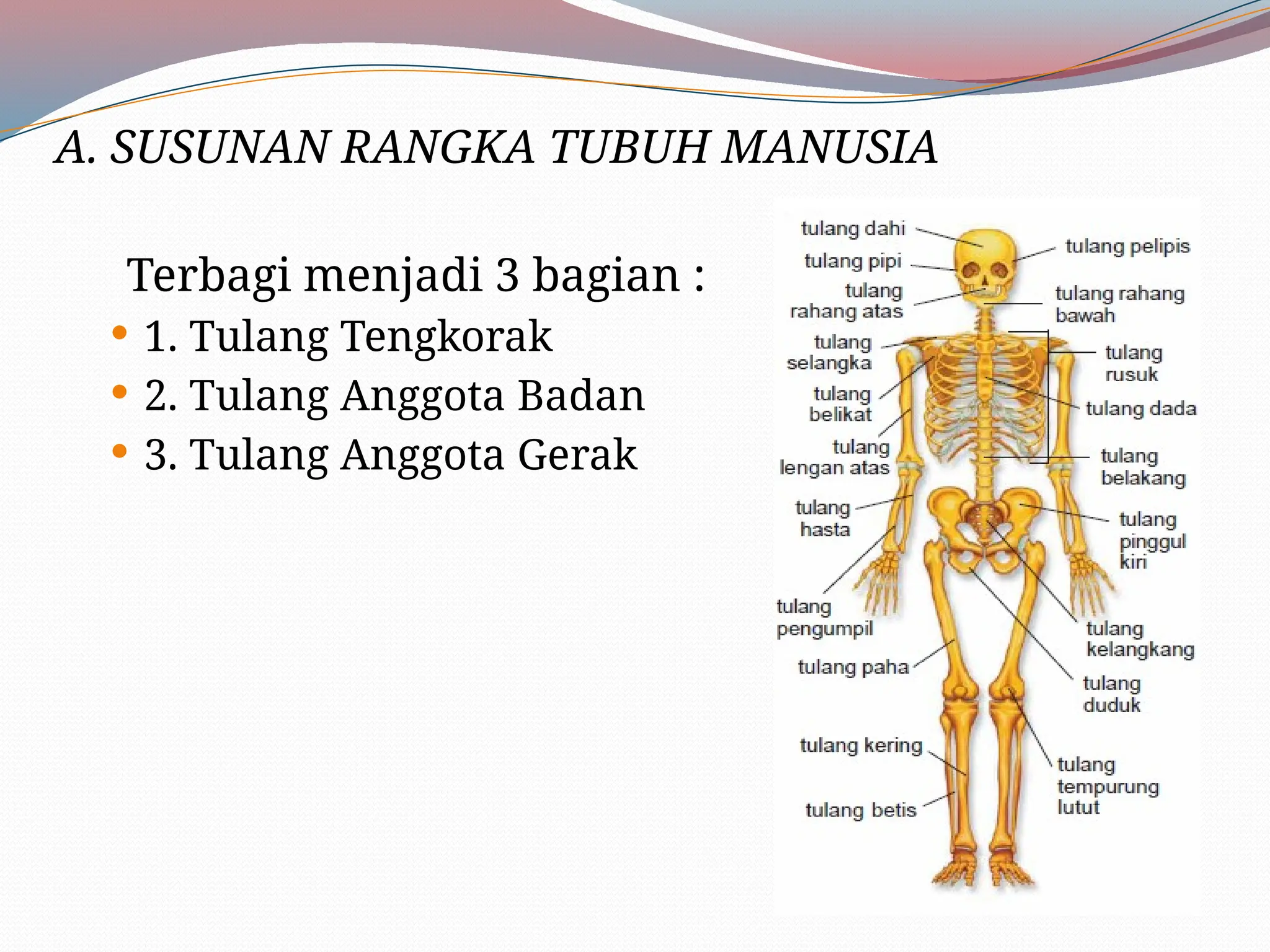 Gerak Pada Manusia atau makhluk hidup.pptx