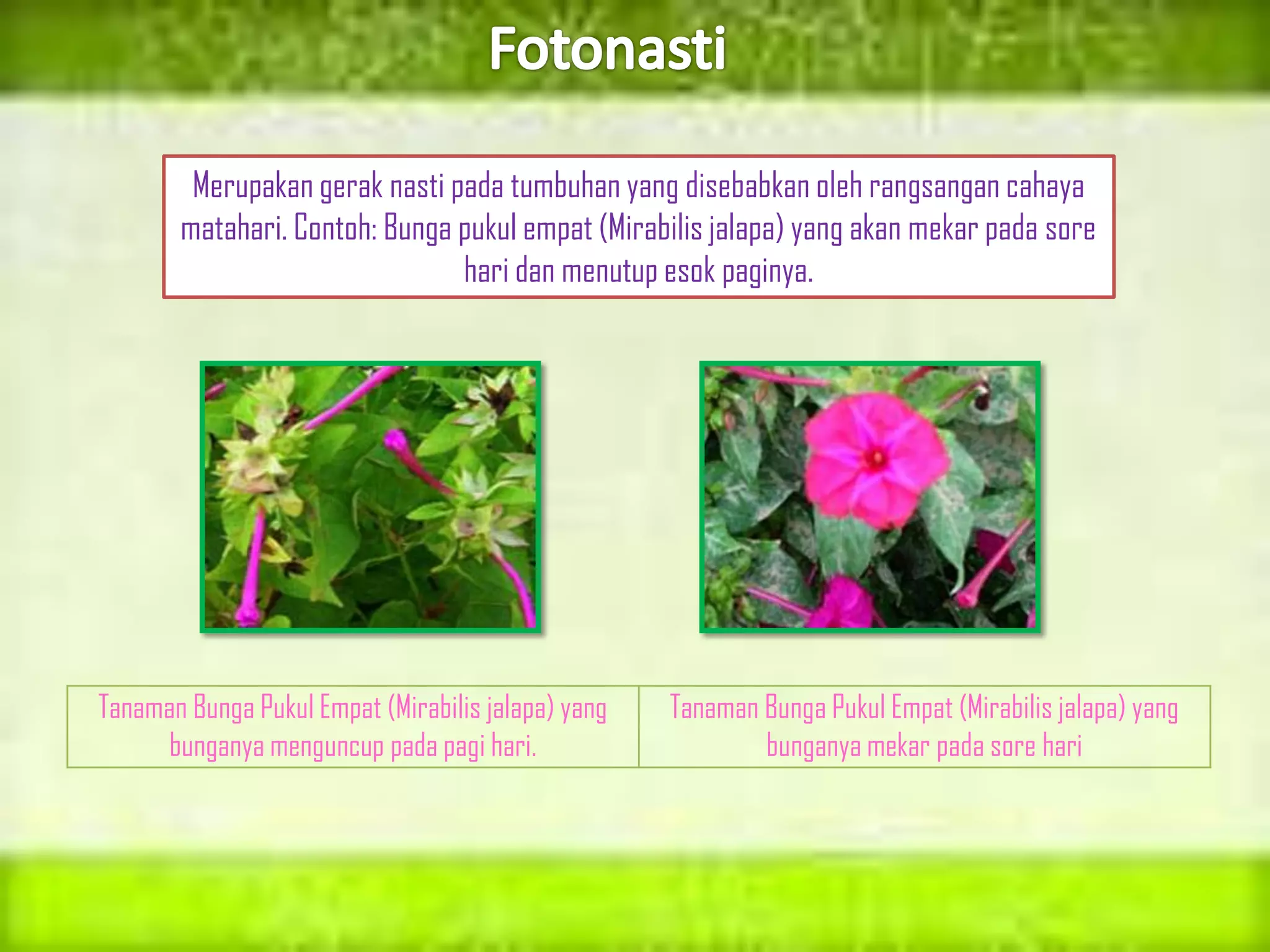 Gerak pada tumbuhan | PPTX