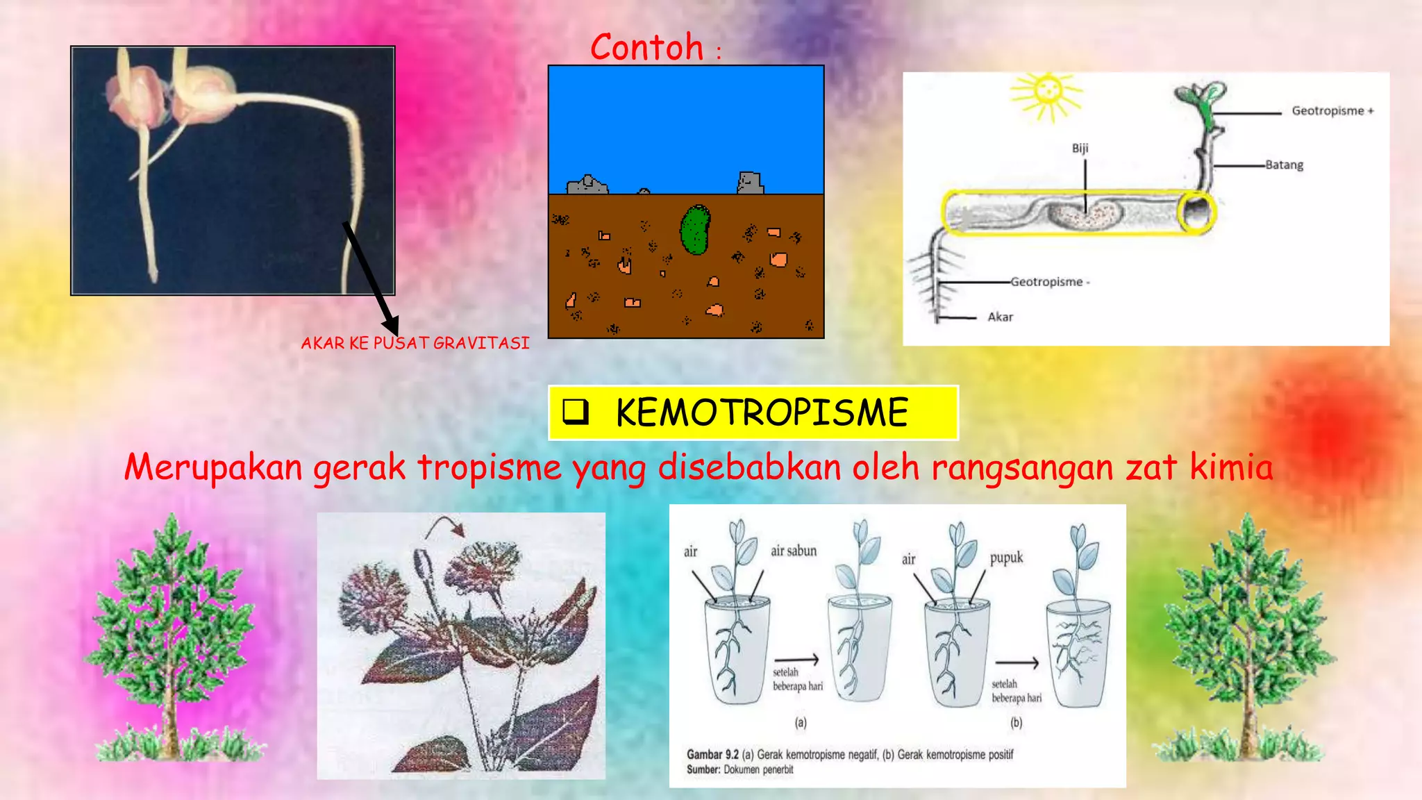 Gerak pada tumbuhan | PPTX