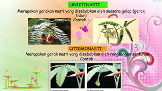 Gerak pada tumbuhan | PPTX