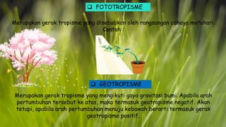 Gerak pada tumbuhan | PPTX
