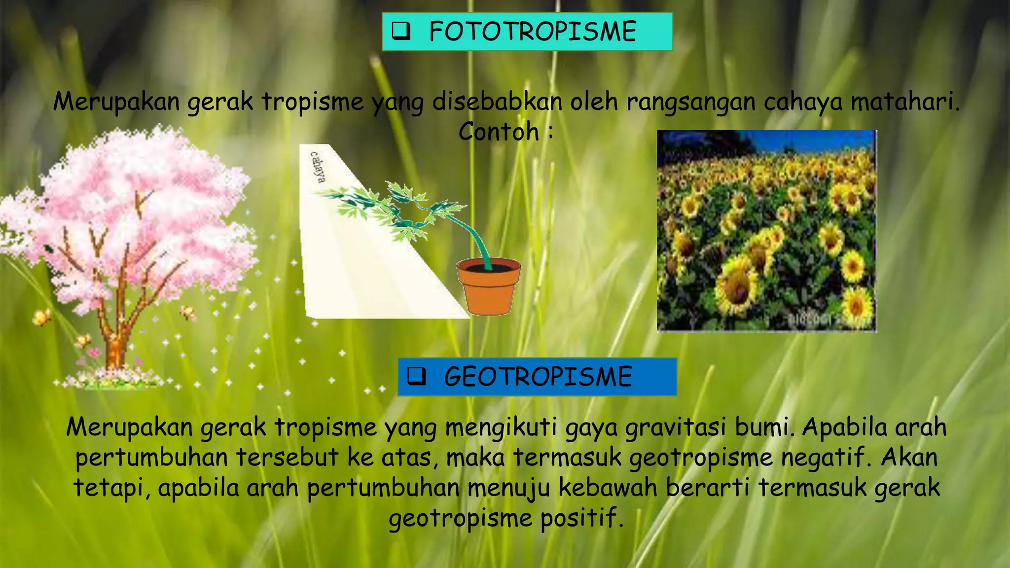 Gerak Pada Tumbuhan kelas 8 SMP | PPTX