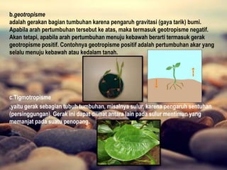 Gerak pada tumbuhan SMP kelas 8 | PPT