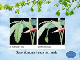 Gerak pada tumbuhan | PPTX