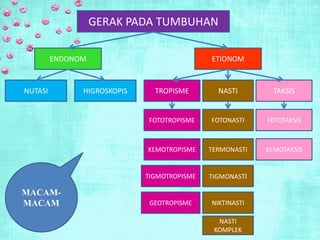 Gerak pada tumbuhan | PPTX