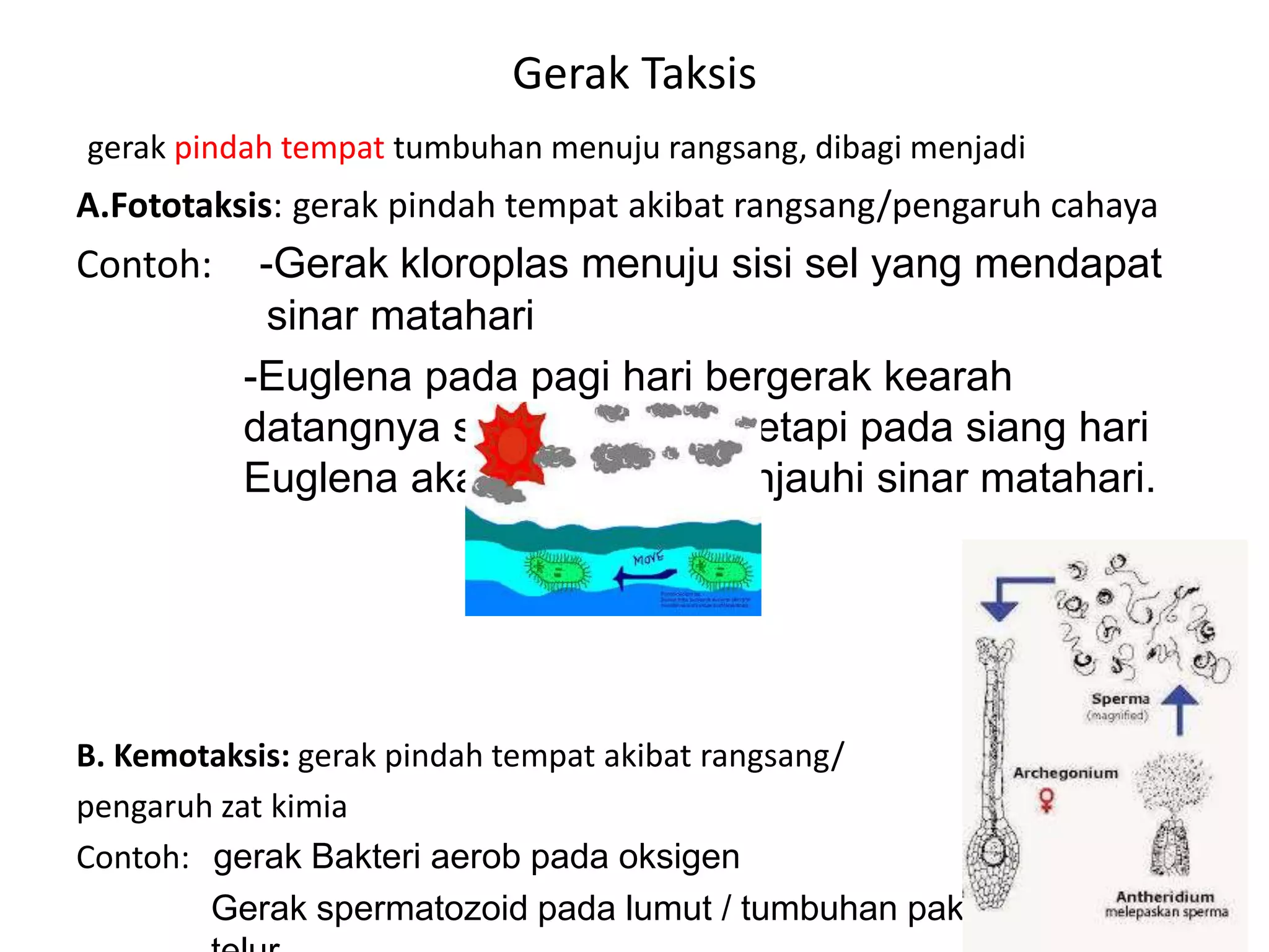 Gerak pada tumbuhan | PPTX