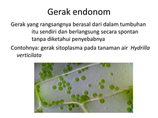 Gerak pada tumbuhan | PPTX