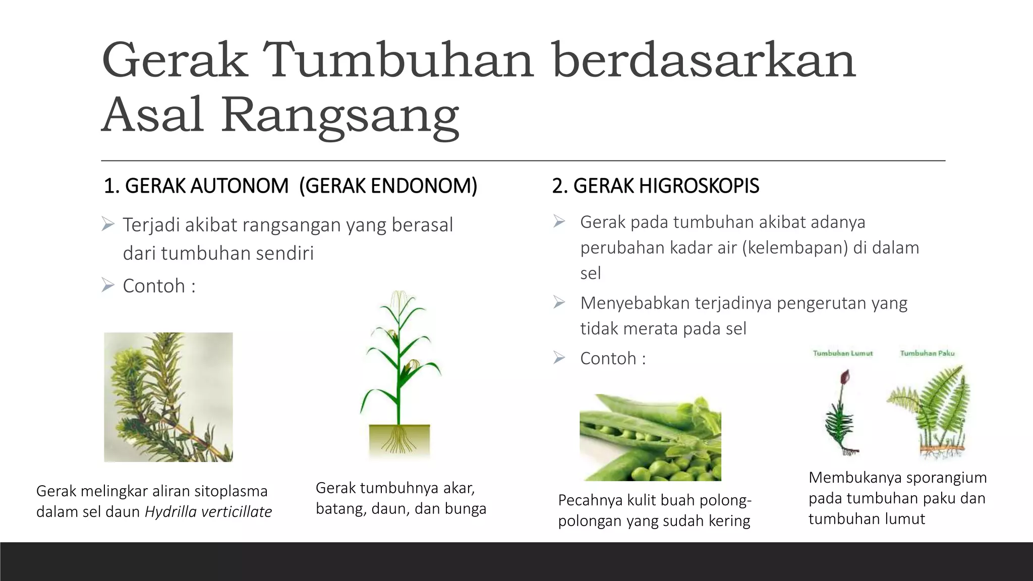 Gerak pada Tumbuhan.pptx