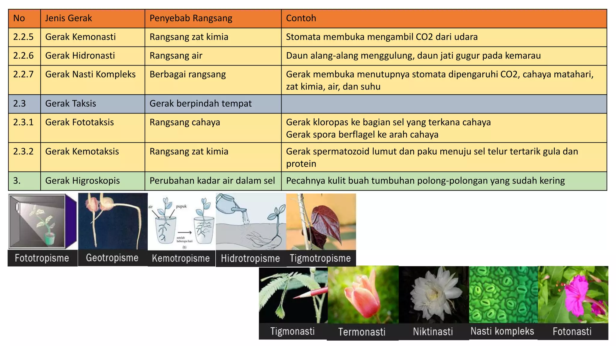 Gerak pada Tumbuhan dan Hewan.pptx