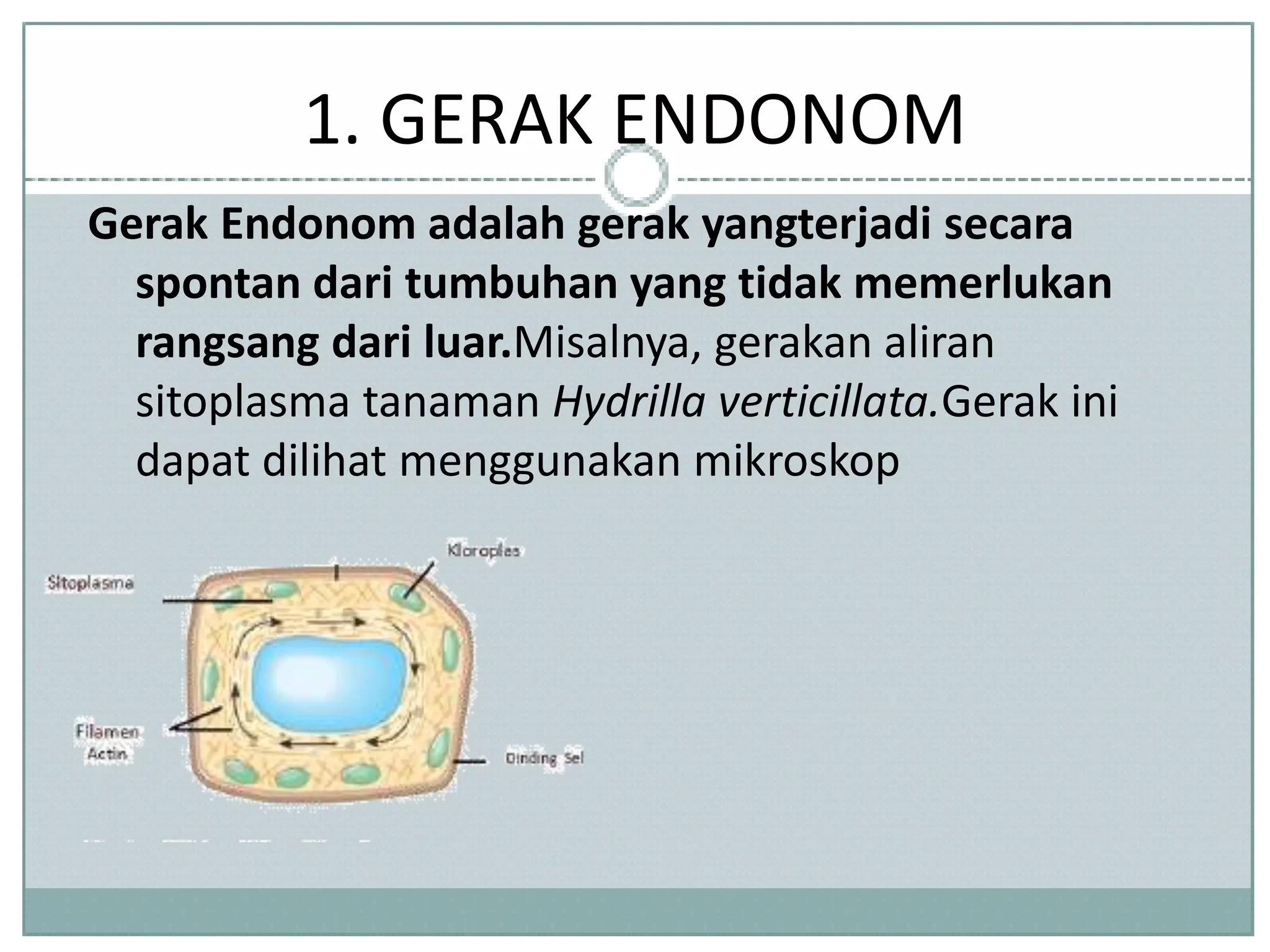 Gerak pada tumbuhan | PPTX