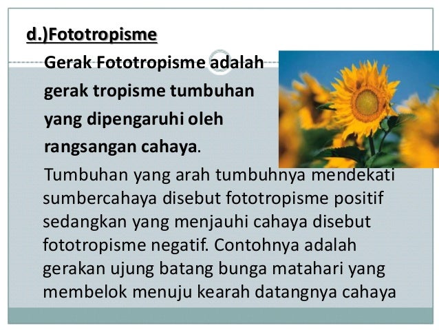 Deretan 13+ Bagian Ujung Tanaman Bunga Matahari Bergerak Menuju Ke Arah ...