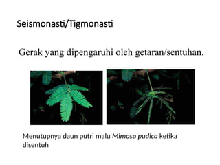Gerak pada tumbuhan pertemuan 6.ppt fisiologi tumbuhan | PPT