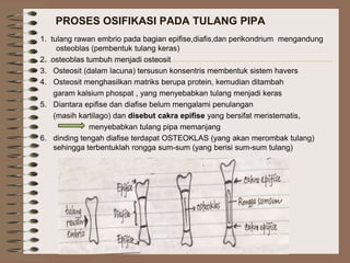 Gerak pada vertebrata | PPT