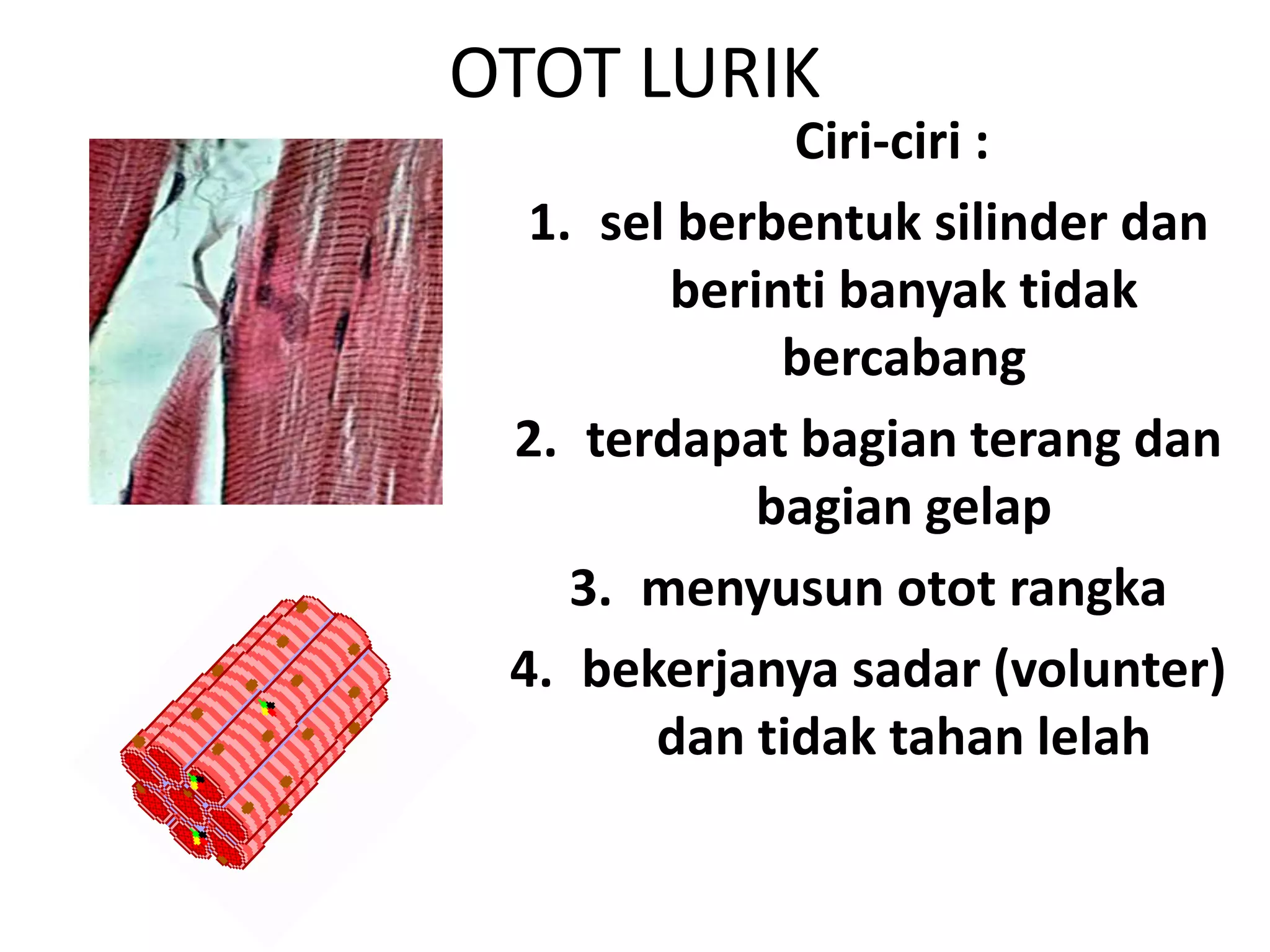 Gerak, sendi dan otot | PPT