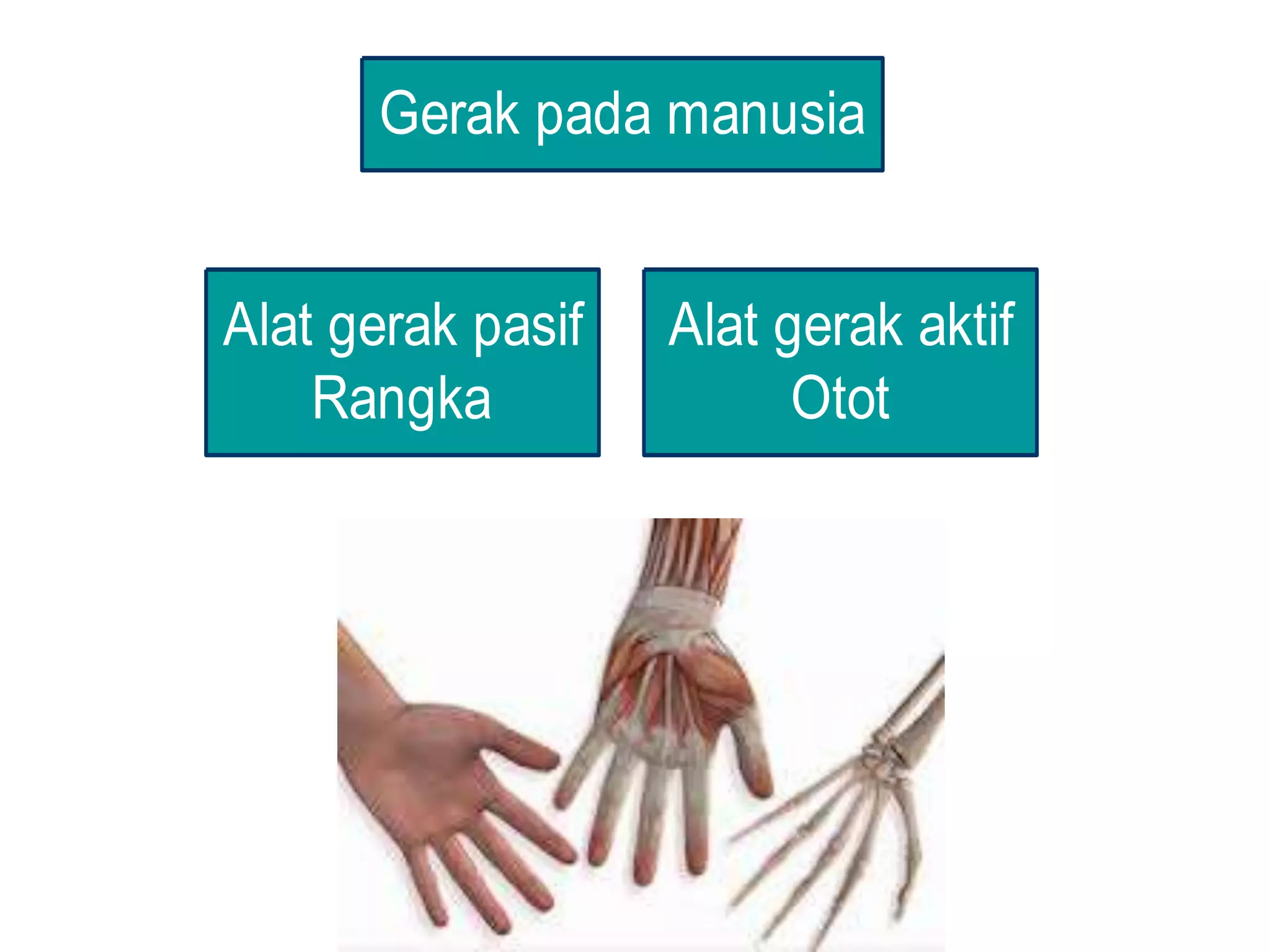Gerak, sendi dan otot | PPT