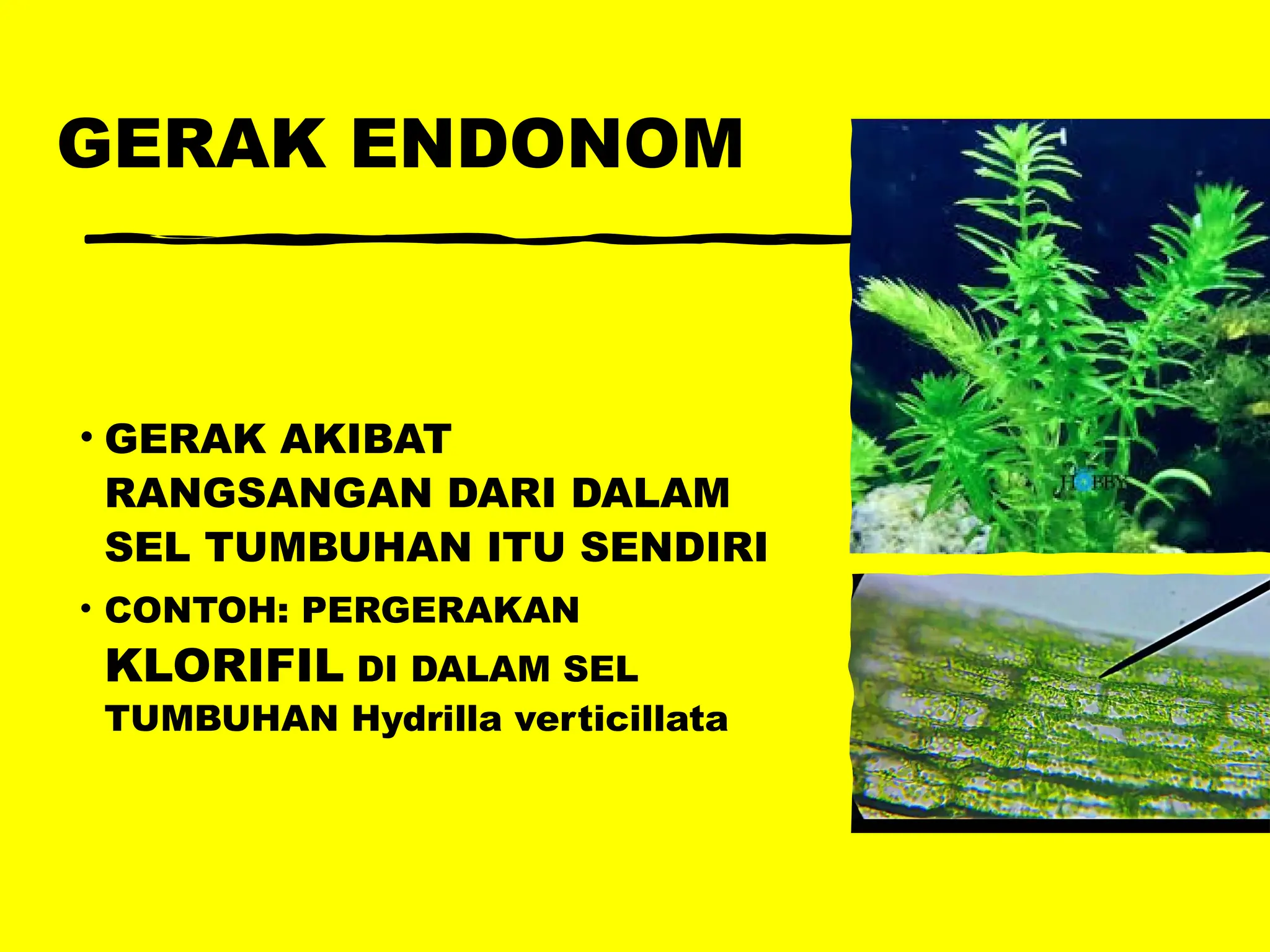 GERAK+TUMBUHAN+kurikulummerdeka+kelas7pptx | PPTX