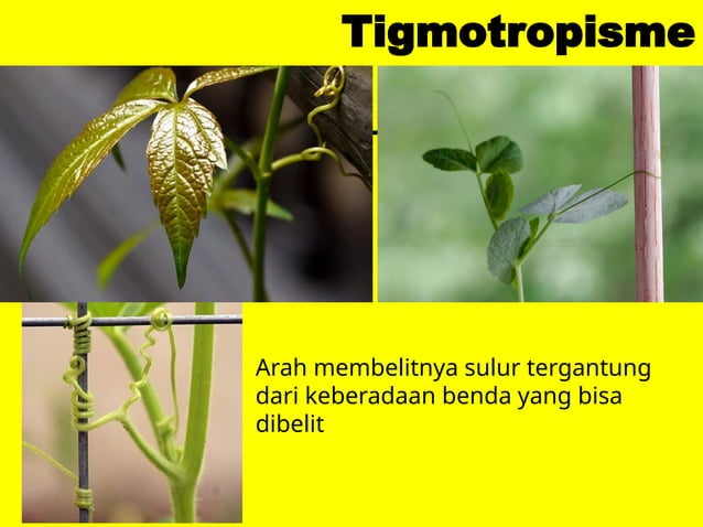 GERAK+TUMBUHAN+kurikulummerdeka+kelas7pptx | PPTX