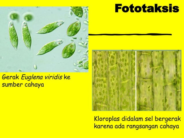 GERAK+TUMBUHAN+kurikulummerdeka+kelas7pptx | PPTX