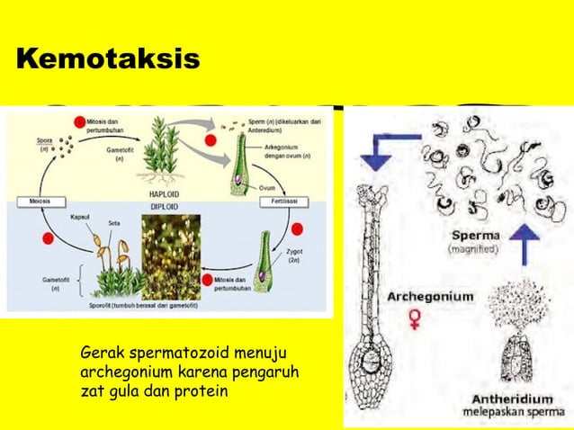 GERAK+TUMBUHAN+kurikulummerdeka+kelas7pptx | PPTX