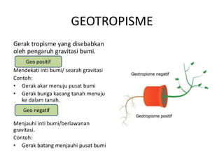 gerak tumbuhan dan hewan.pptx