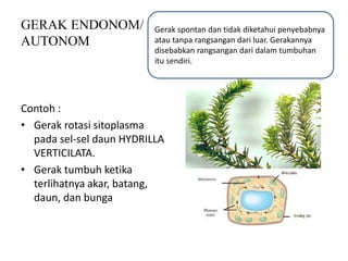 gerak tumbuhan dan hewan.pptx