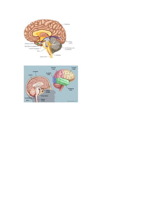 Gerald schell md | DOC