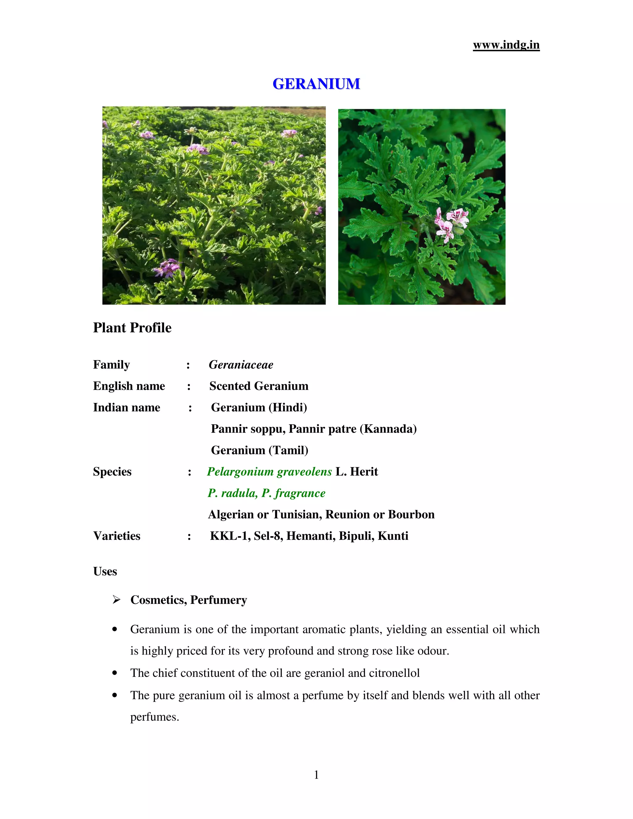 Production technology of Geranium | PDF
