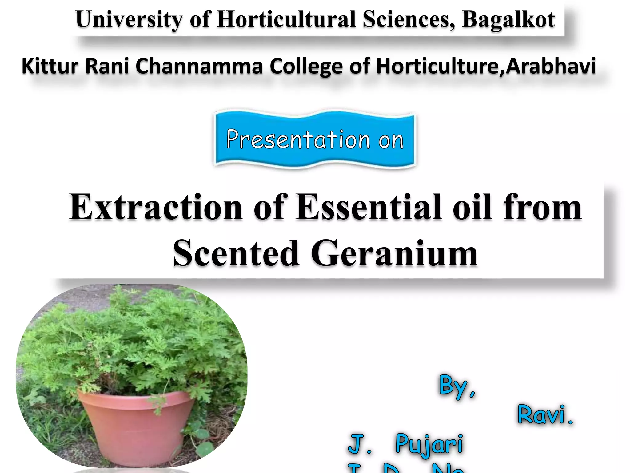 Extraction of Essential oil from Scented Geranium | PPTX