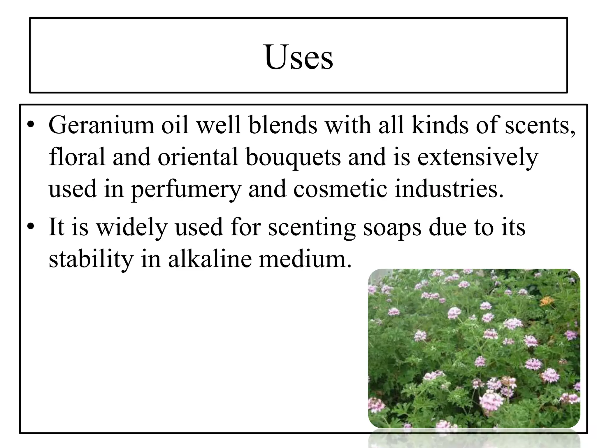 Extraction of Essential oil from Scented Geranium | PPTX