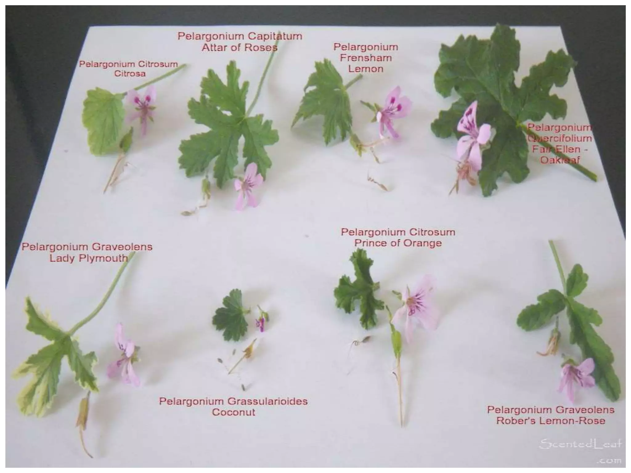 Extraction of Essential oil from Scented Geranium | PPTX