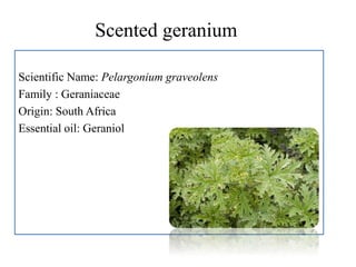 Extraction of Essential oil from Scented Geranium | PPTX